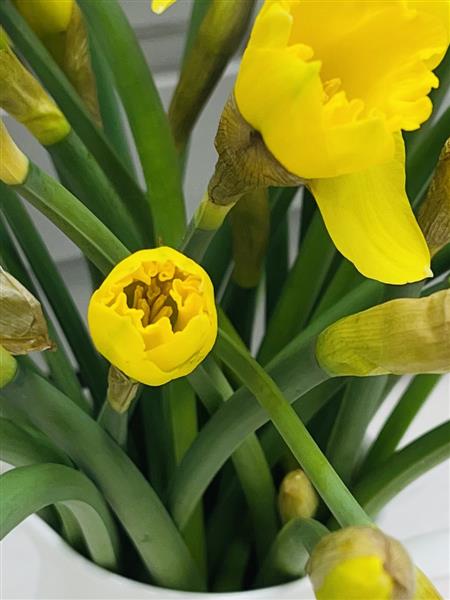 Blodau mam daffodils